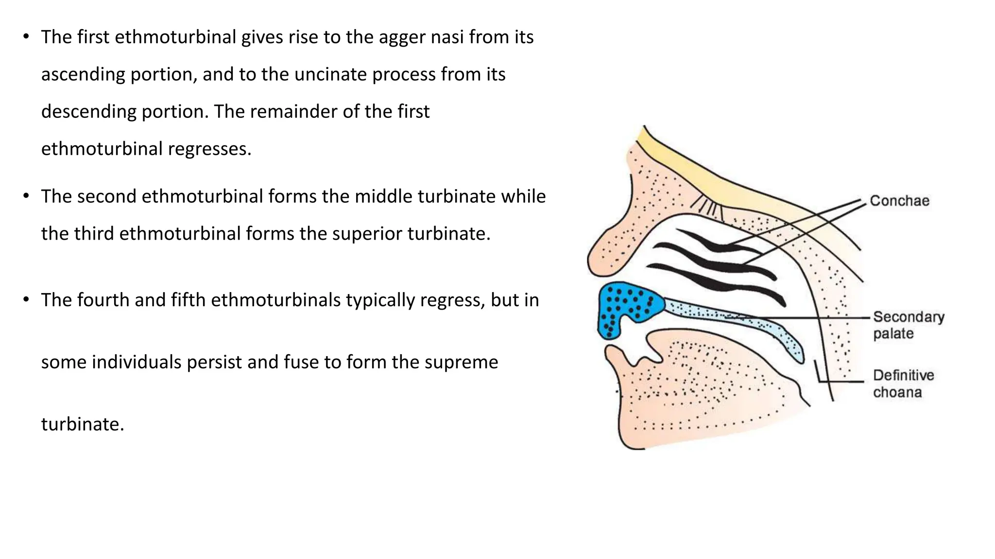 PRESENTATION ON ANATOMY OF NOSE FOR UNDERGRADUATES | PPTX