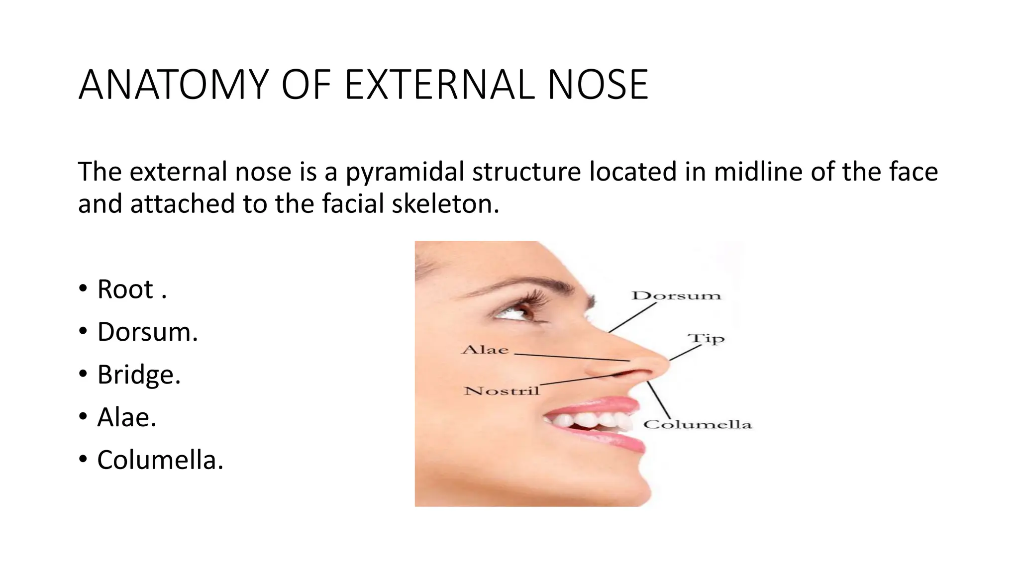 PRESENTATION ON ANATOMY OF NOSE FOR UNDERGRADUATES | PPTX