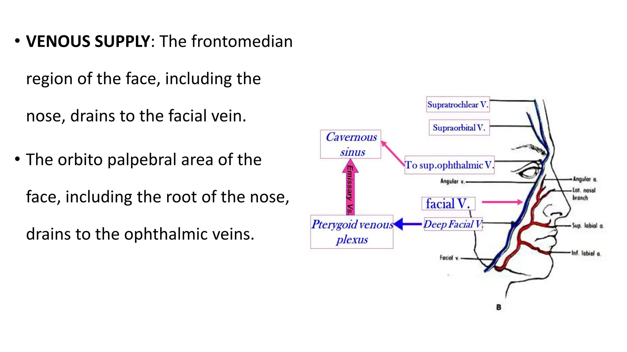 PRESENTATION ON ANATOMY OF NOSE FOR UNDERGRADUATES | PPTX