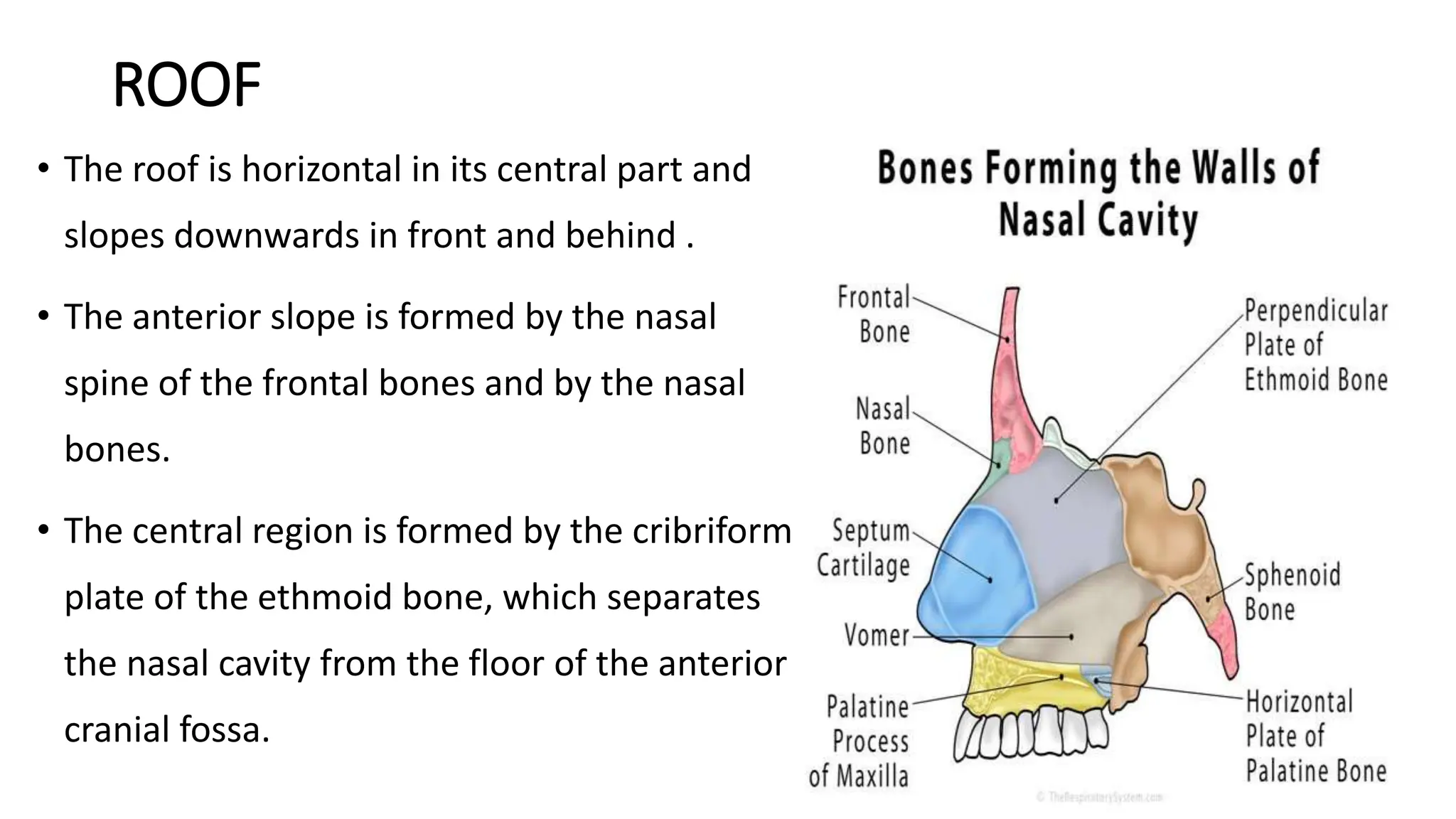 PRESENTATION ON ANATOMY OF NOSE FOR UNDERGRADUATES | PPTX