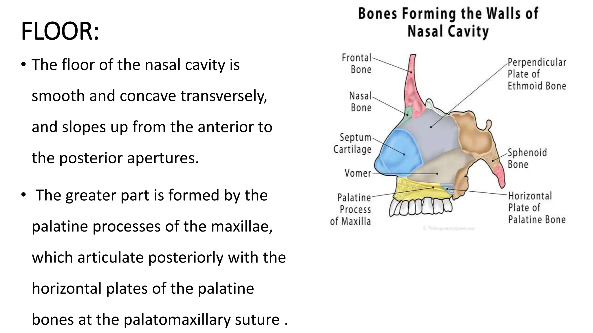 PRESENTATION ON ANATOMY OF NOSE FOR UNDERGRADUATES | PPTX