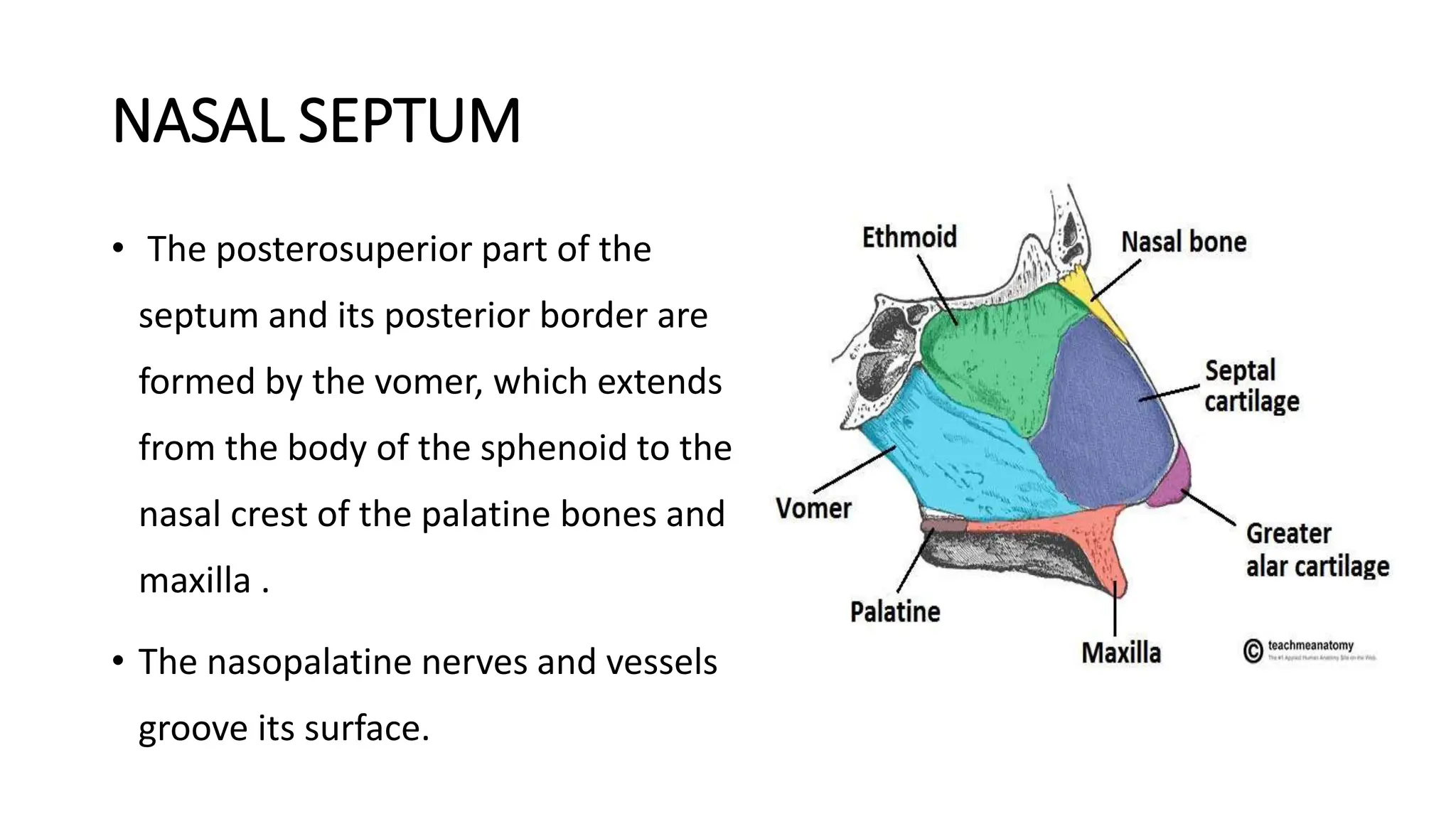 PRESENTATION ON ANATOMY OF NOSE FOR UNDERGRADUATES | PPTX