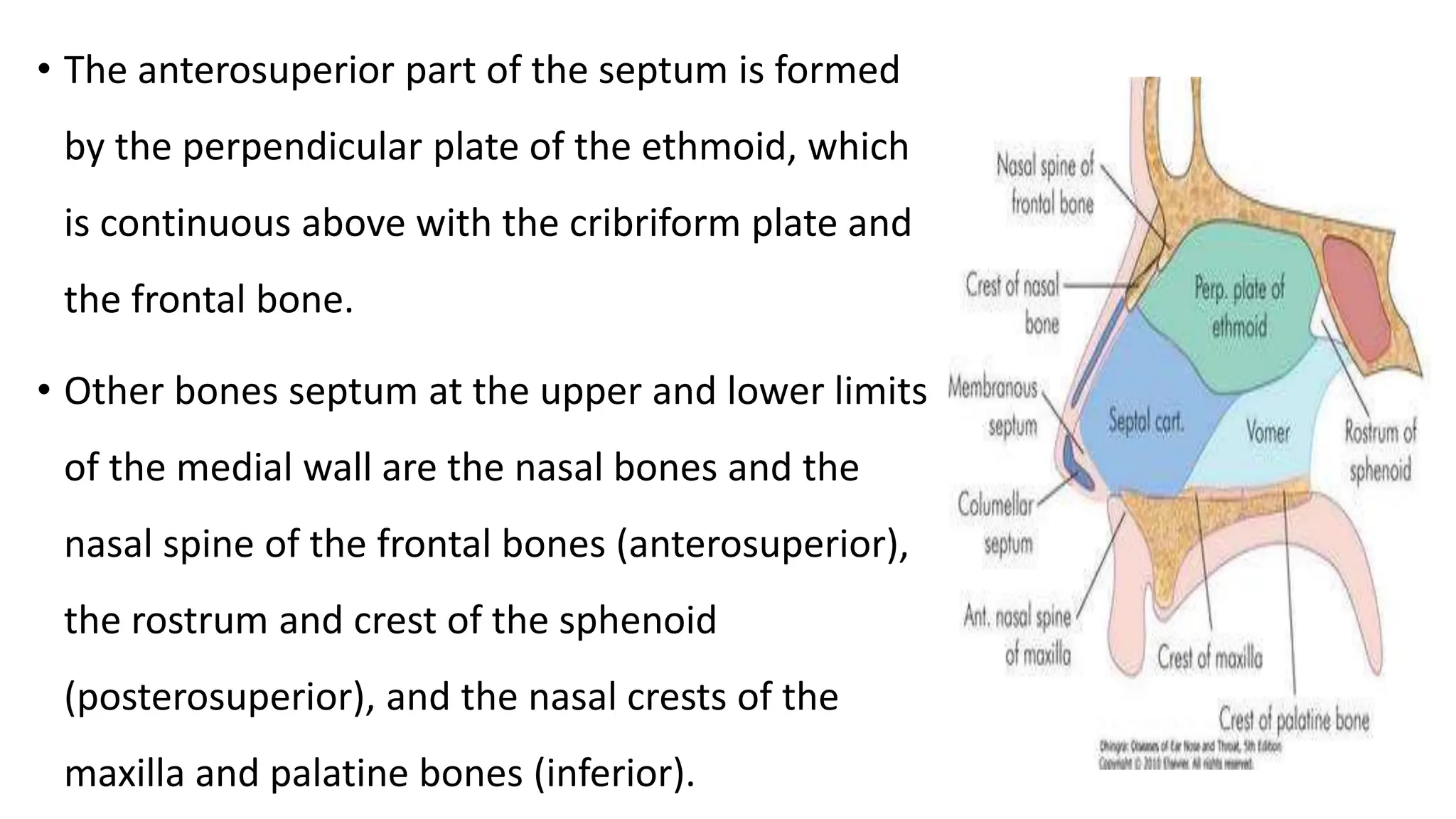 PRESENTATION ON ANATOMY OF NOSE FOR UNDERGRADUATES | PPTX