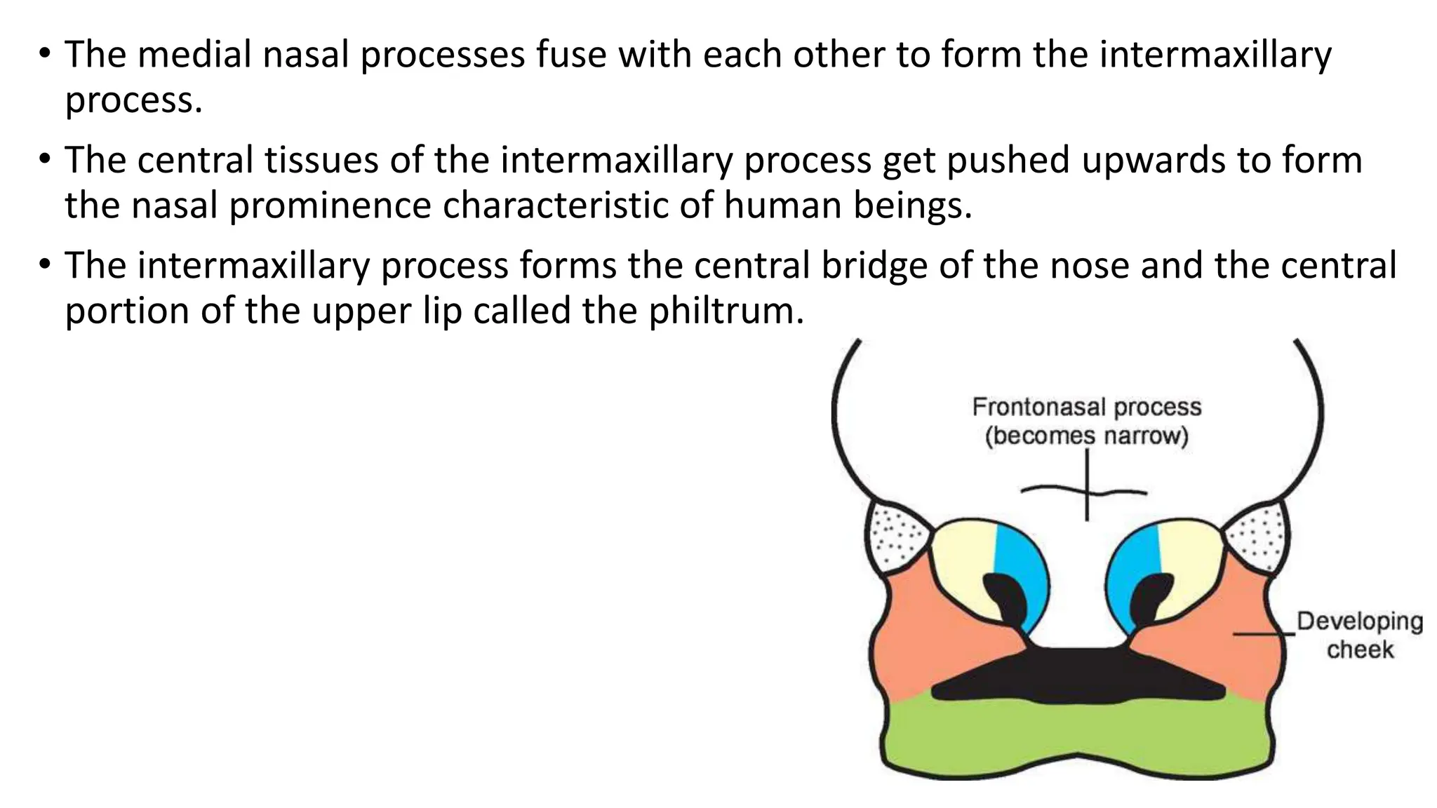 PRESENTATION ON ANATOMY OF NOSE FOR UNDERGRADUATES | PPTX