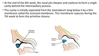 PRESENTATION ON ANATOMY OF NOSE FOR UNDERGRADUATES | PPTX