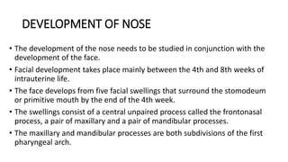 PRESENTATION ON ANATOMY OF NOSE FOR UNDERGRADUATES | PPTX