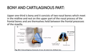 PRESENTATION ON ANATOMY OF NOSE FOR UNDERGRADUATES | PPTX