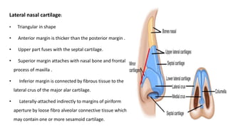 PRESENTATION ON ANATOMY OF NOSE FOR UNDERGRADUATES | PPTX