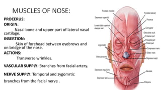 PRESENTATION ON ANATOMY OF NOSE FOR UNDERGRADUATES | PPTX