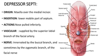 PRESENTATION ON ANATOMY OF NOSE FOR UNDERGRADUATES | PPTX