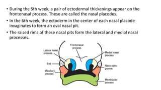 PRESENTATION ON ANATOMY OF NOSE FOR UNDERGRADUATES | PPTX