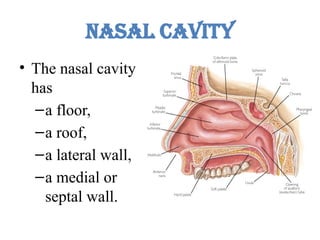 anatomy of Nose deep knowledge of nose anatomy | PPT