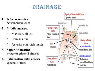 anatomy of Nose deep knowledge of nose anatomy | PPT
