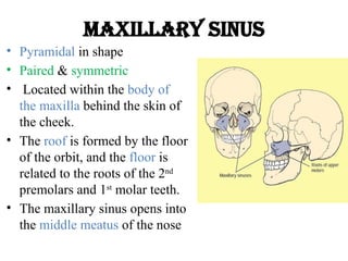 anatomy of Nose deep knowledge of nose anatomy | PPTX