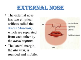 anatomy of Nose deep knowledge of nose anatomy | PPT
