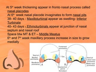 ANATOMY of NOSE for post graduate students.pptx