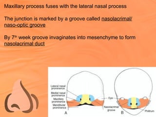ANATOMY of NOSE for post graduate students.pptx
