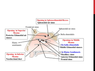Anatomy of Nose.pptx anatomy and ophthalmology | PPTX