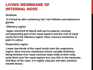 Anatomy of Nose.pptx anatomy and ophthalmology | PPTX