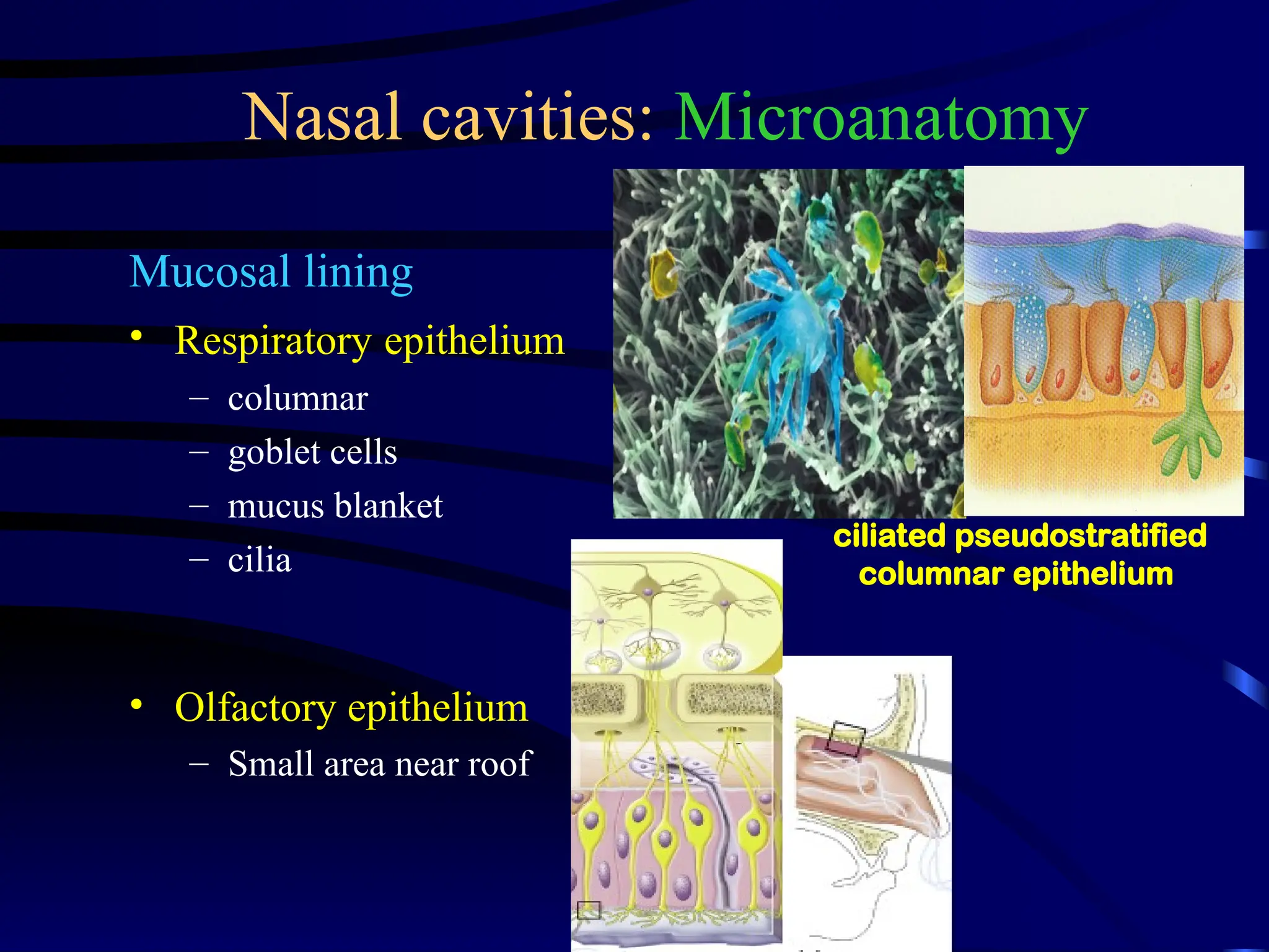 Anatomy of Nose by internal n external anatomy.pptx