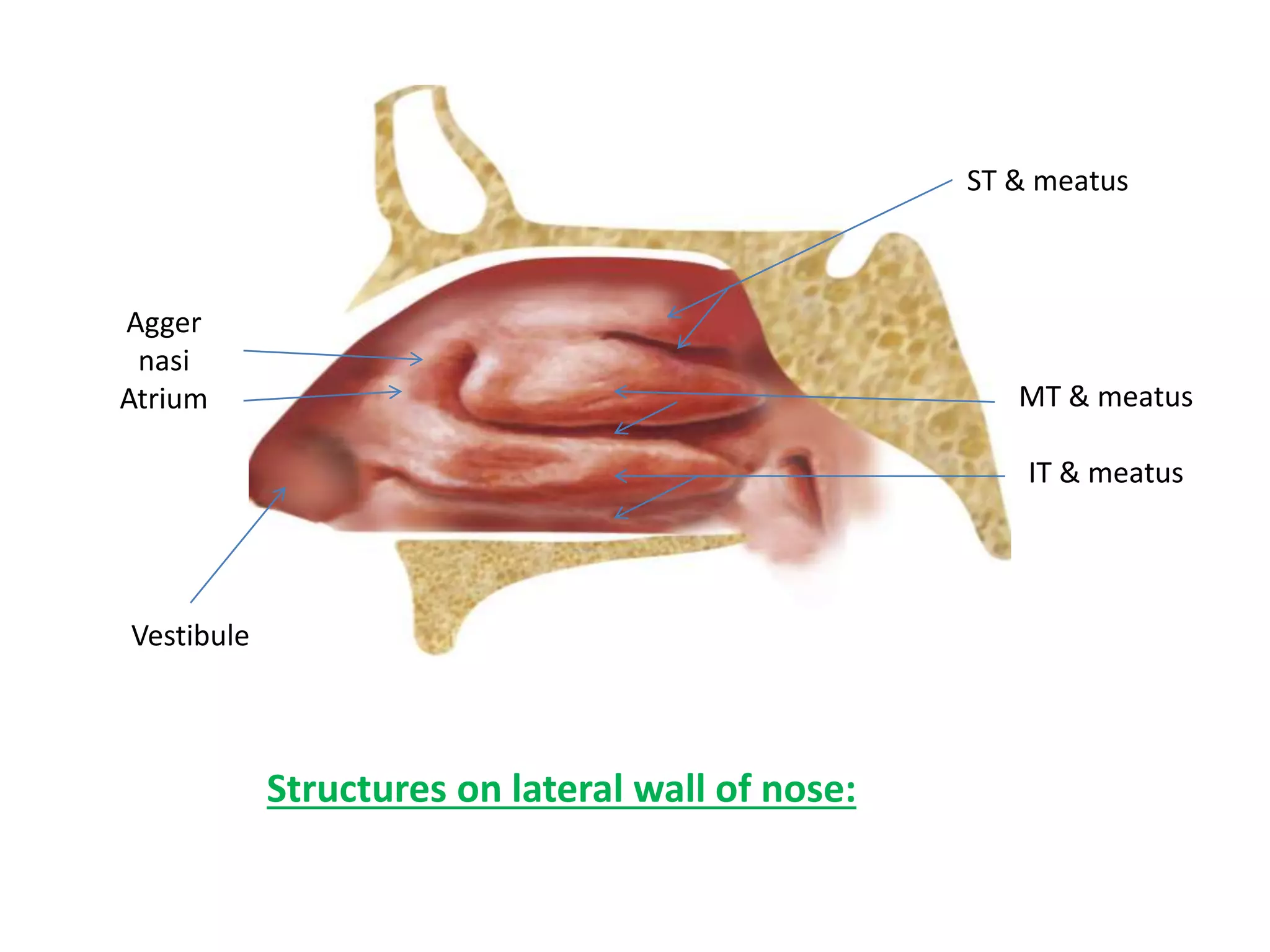 Anatomy of Nose - Copy.pptx