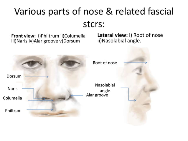 Anatomy of Nose - Copy.pptx