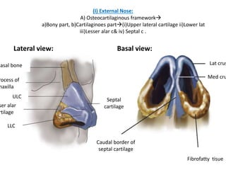 Anatomy of Nose - Copy.pptx