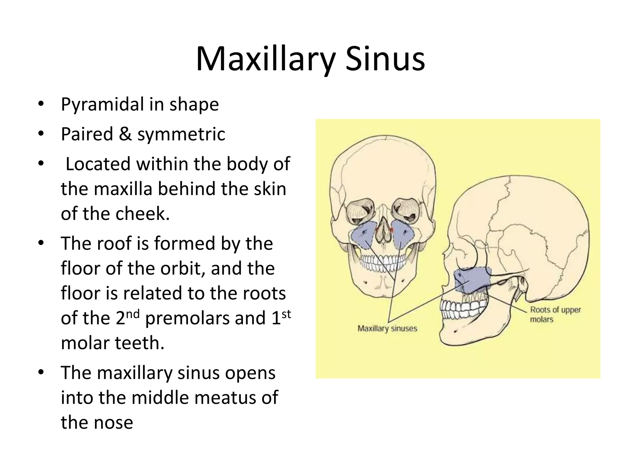 anatomy_of_nose2.pptx