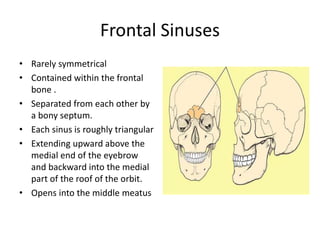 anatomy_of_nose2.pptx