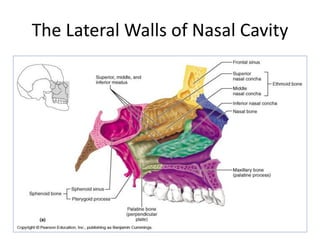 anatomy of nose2 anatomy of nose2 anatomy of nose2 | PDF | Ear, Nose ...