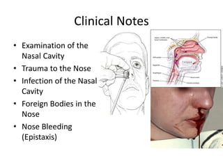 anatomy of nose2 anatomy of nose2 anatomy of nose2 | PDF
