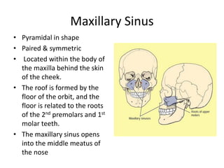 anatomy of nose2 anatomy of nose2 anatomy of nose2 | PDF
