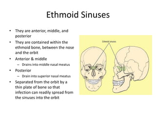 anatomy of nose2 anatomy of nose2 anatomy of nose2 | PDF