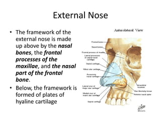 anatomy of nose2 anatomy of nose2 anatomy of nose2 | PDF