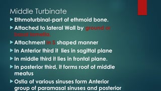 anatomy of nose presentation for mbbs 1st year | PPTX