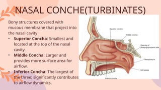 Anatomy of nose and ear in details for nursing students | PPTX