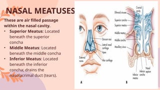 Anatomy of nose and ear in details for nursing students | PPTX