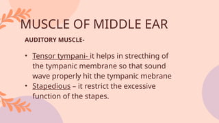 Anatomy of nose and ear in details for nursing students | PPTX
