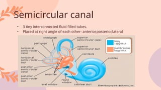 Anatomy of nose and ear in details for nursing students | PPTX