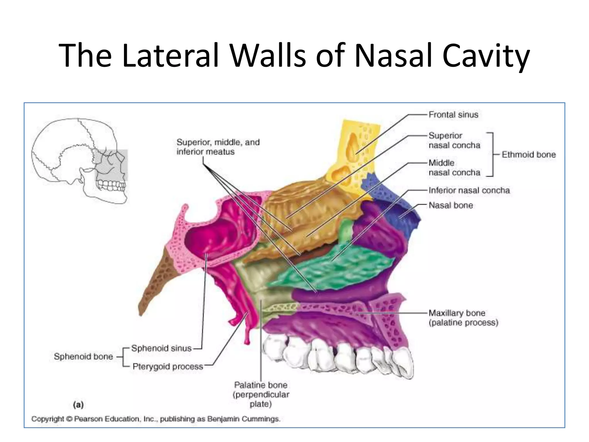 Anatomy of nose and paranasal sinus | PDF
