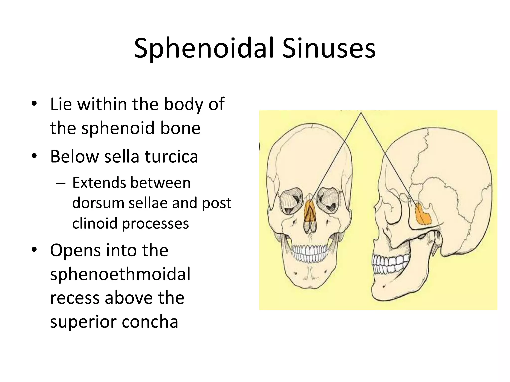 Anatomy of nose and paranasal sinus | PDF