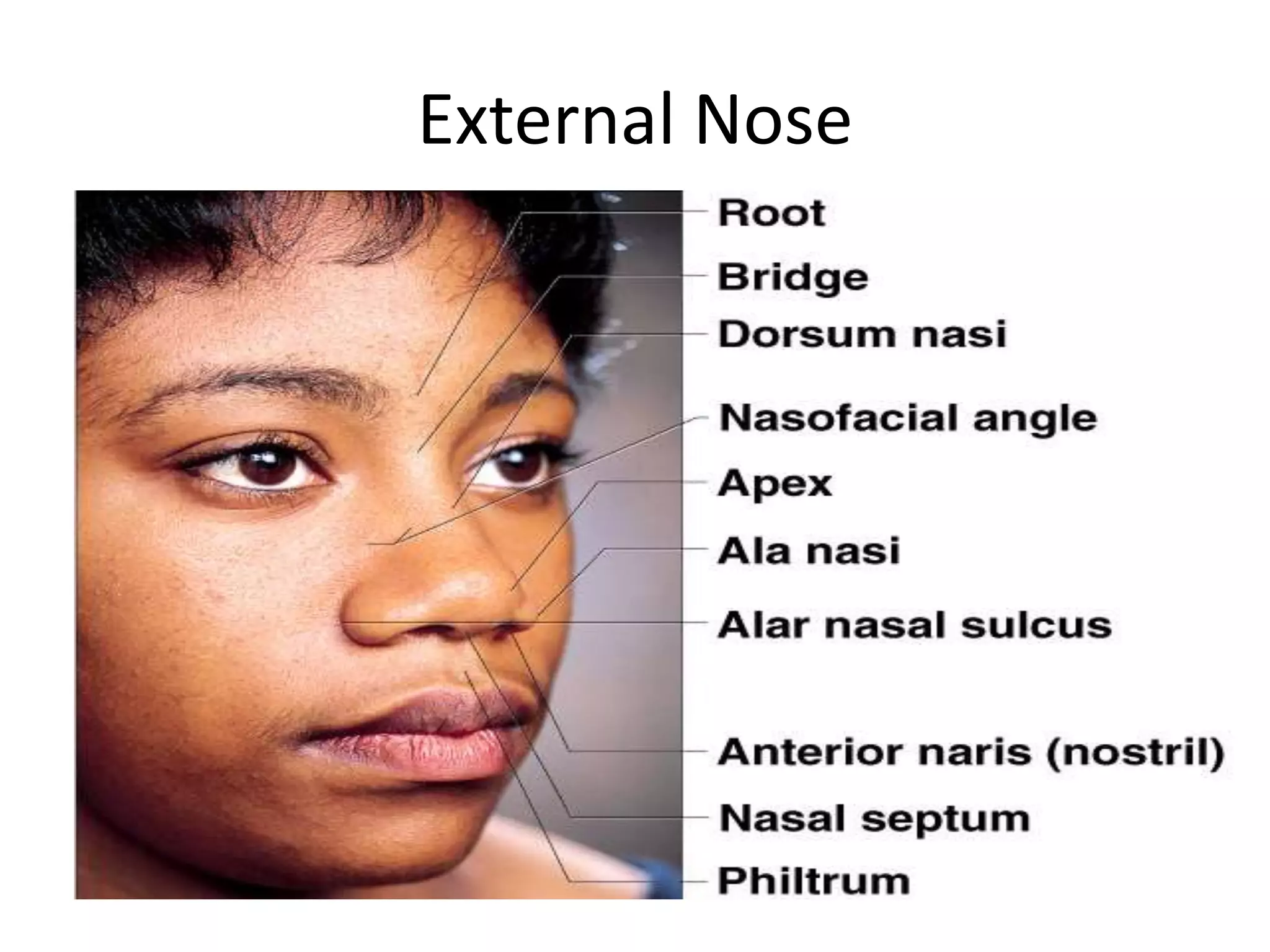 Anatomy of nose and paranasal sinus | PDF