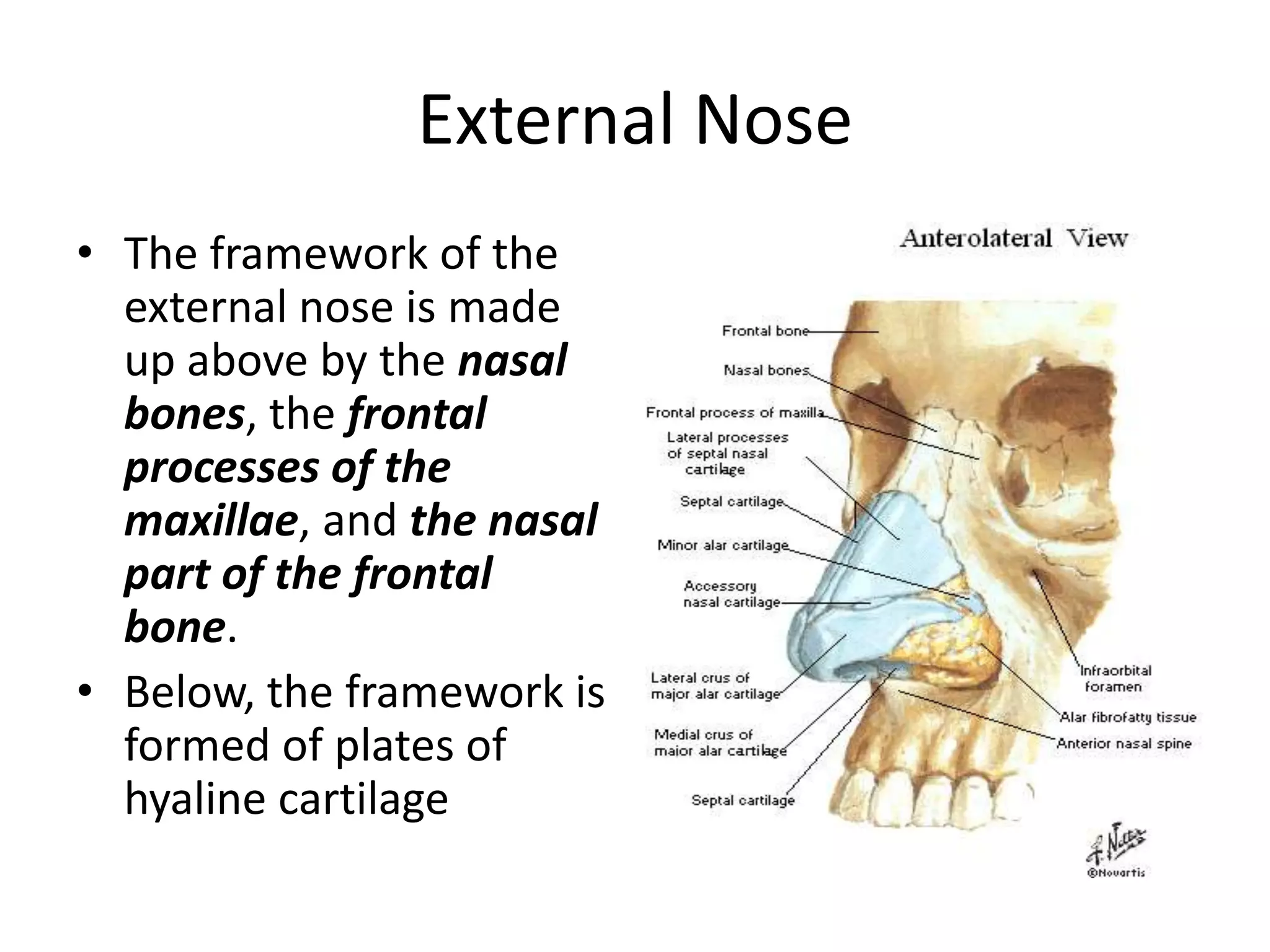 Anatomy of nose and paranasal sinus | PDF