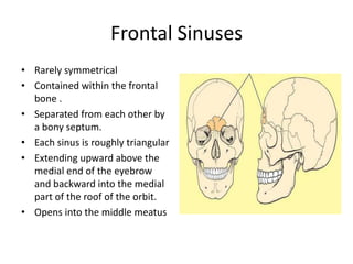 Anatomy of nose and paranasal sinus | PDF