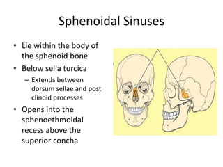 Anatomy of nose and paranasal sinus | PDF