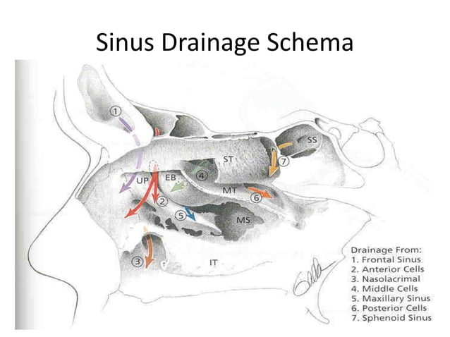 Anatomy of nose and paranasal sinus | PPT