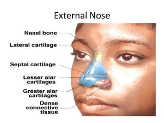 Anatomy of nose and paranasal sinus | PDF