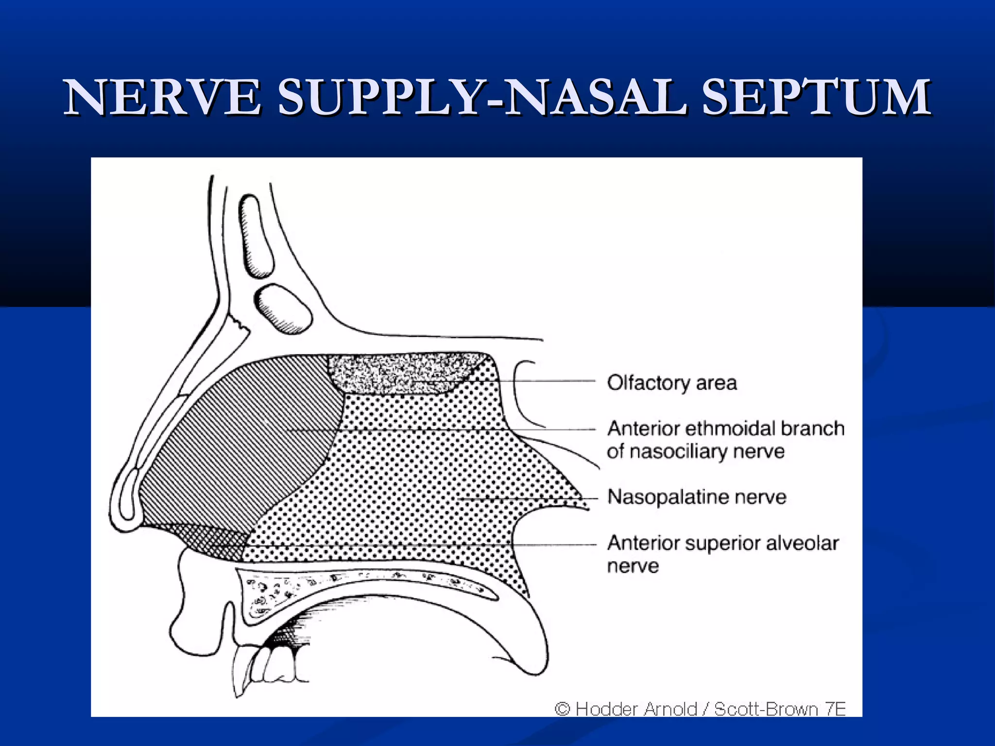 Anatomy of nose and paranasal sinuses | PPT