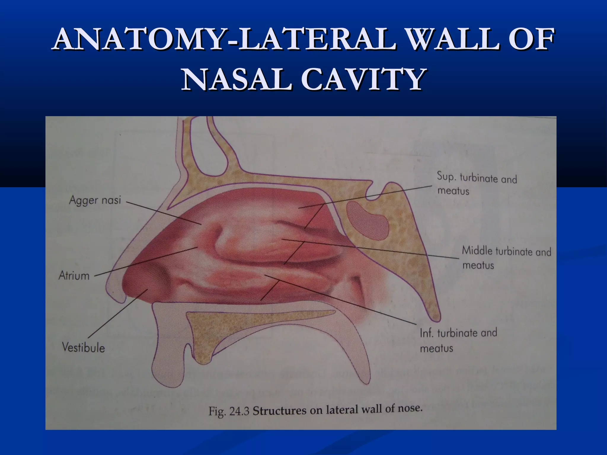 Anatomy of nose and paranasal sinuses | PPT