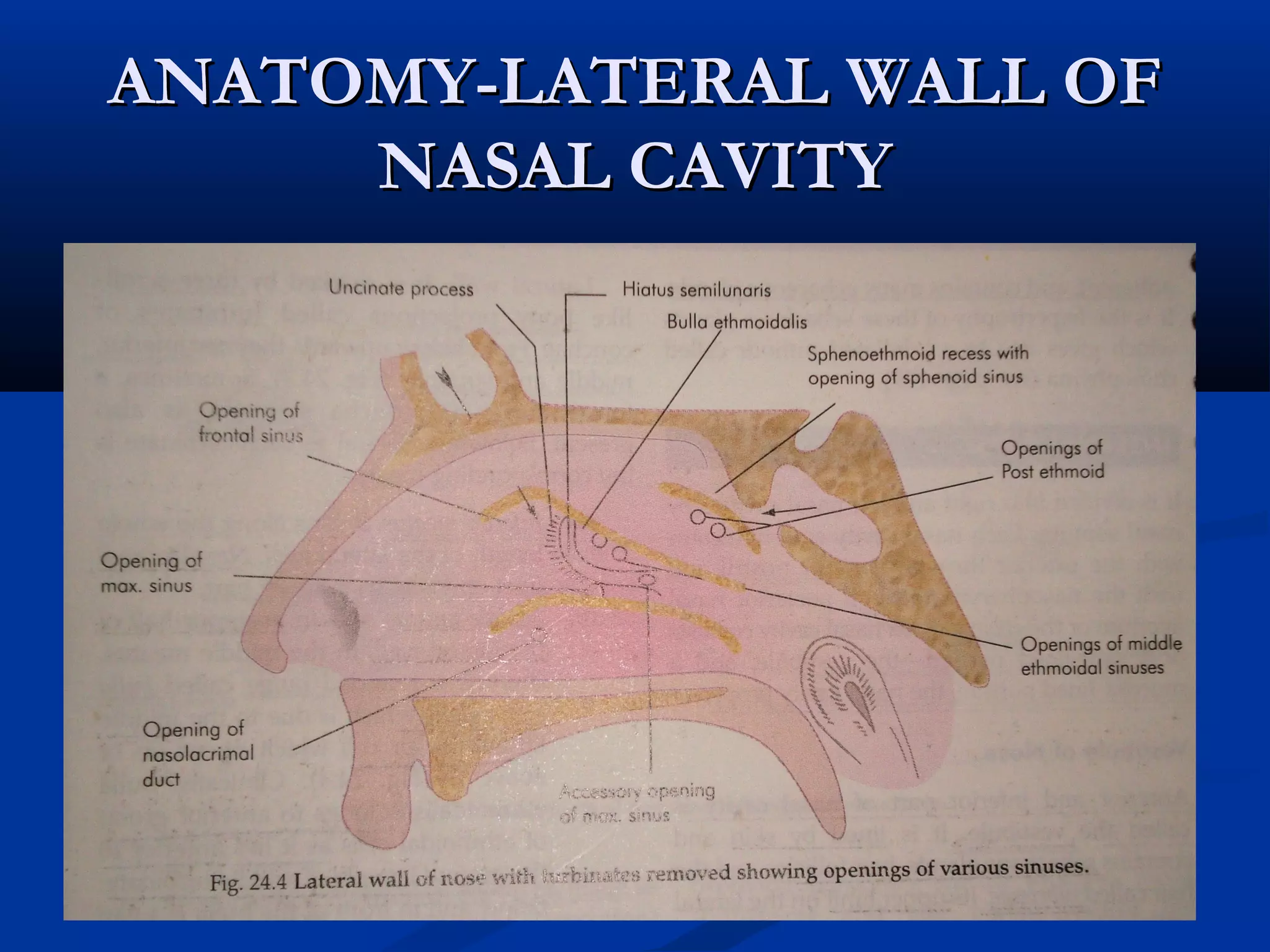 Anatomy of nose and paranasal sinuses | PPT